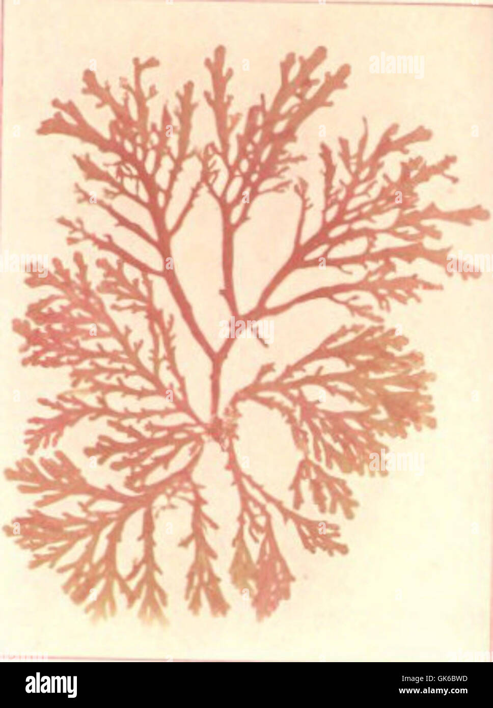 Algues rouges hi-res stock photography and images - Alamy