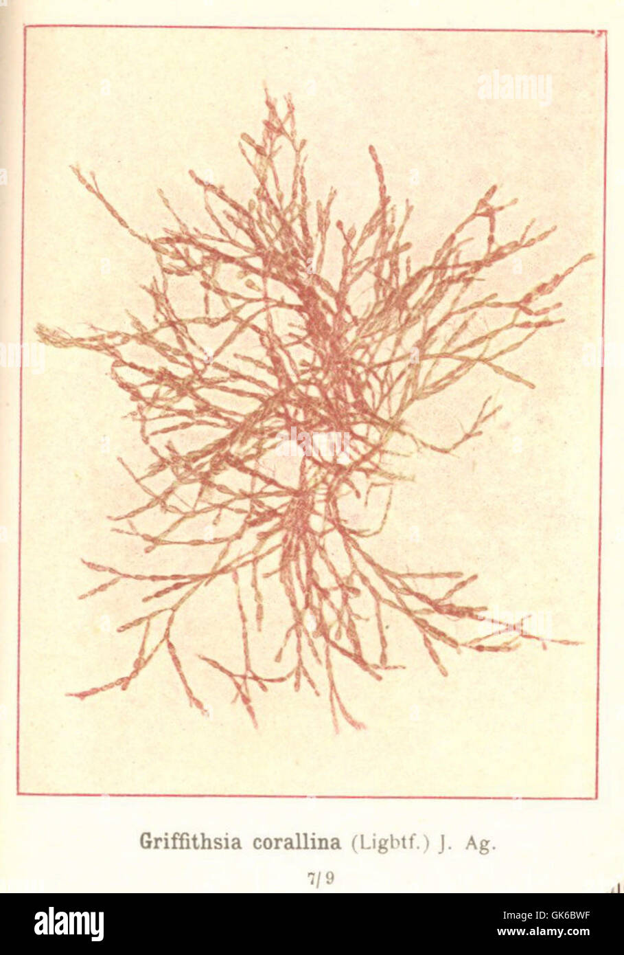 This is a depiction of the red algae species Griffithsia corallina ...