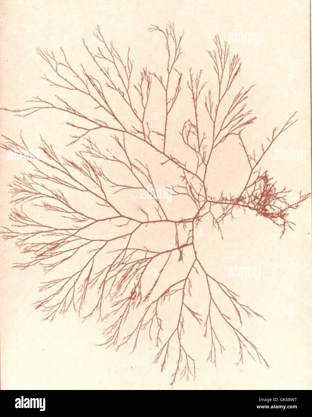 Rhodophycees or red algae, including Ceramium rubrum, are marine plants ...