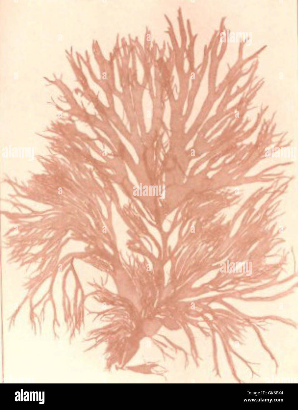 Halymenia ligulata, a species of red algae from the Grateloupiaceae ...