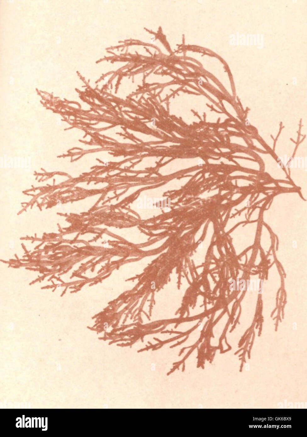 This image features the red algae species Chondria dasyphylla, a member ...