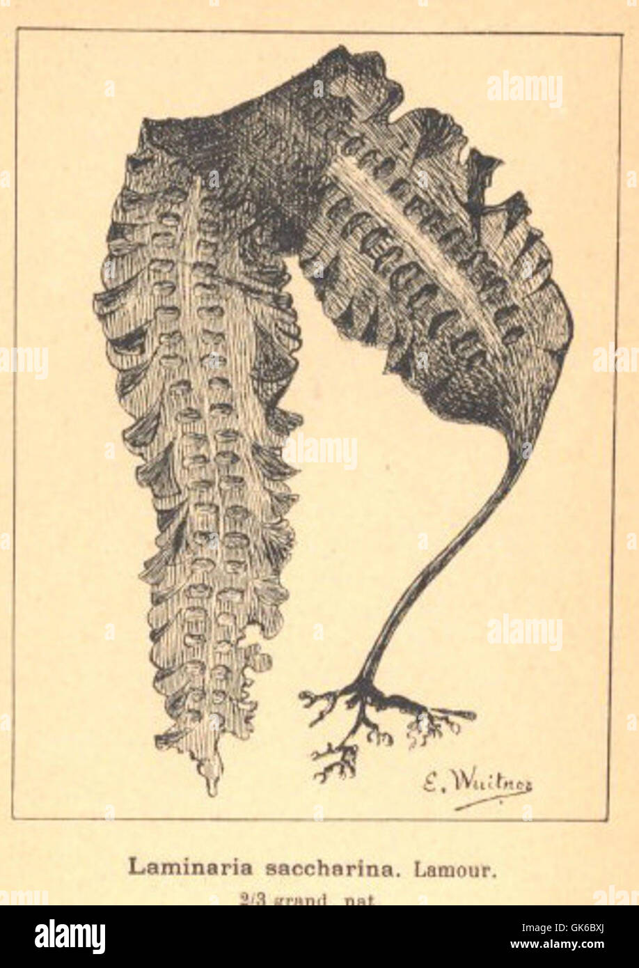 53666 Pheophyceees (Algues brunes) Laminariees, Laminaria saccharina ...