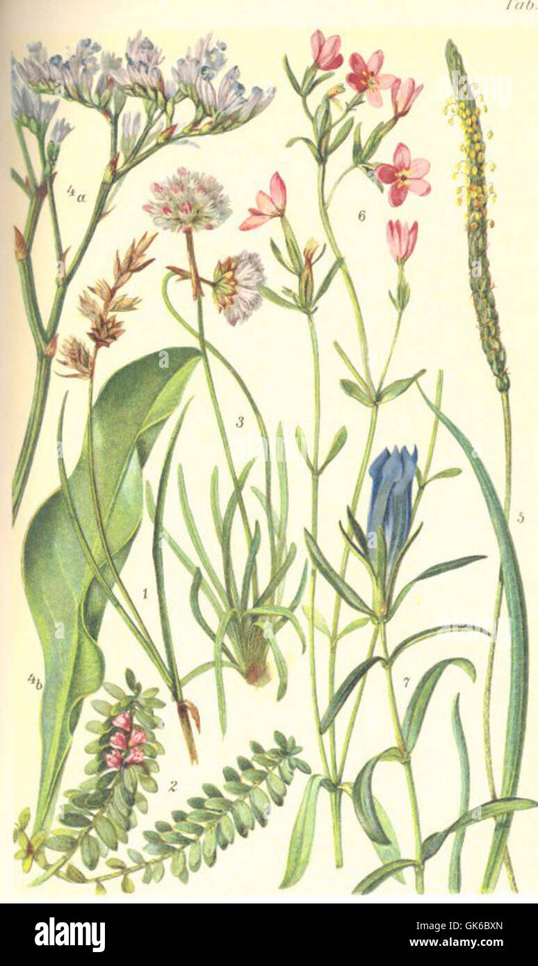 The plants of the littoral zone, or coastal zone, include various ...