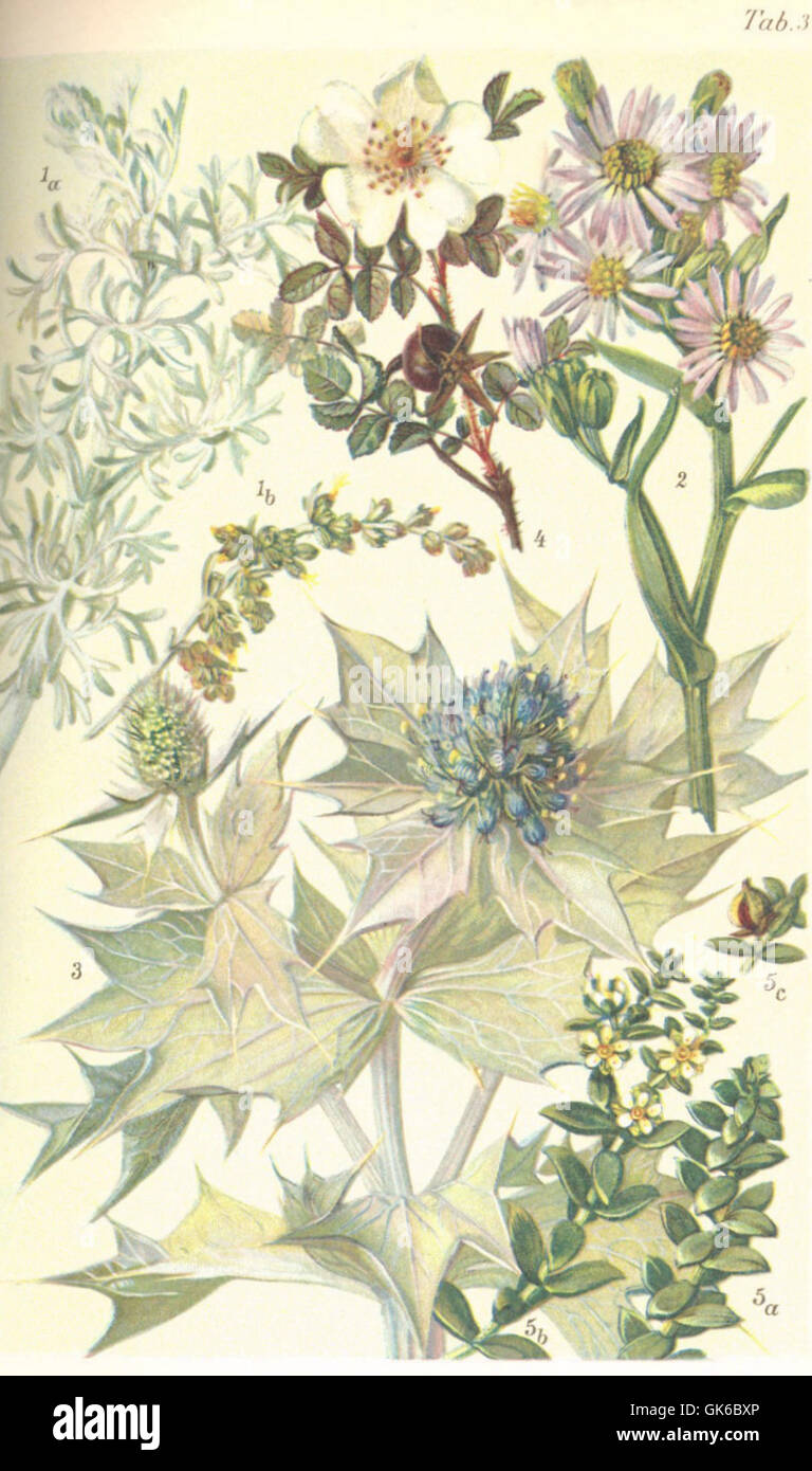 Plantes du littoral, or coastal plants, are crucial for the ...
