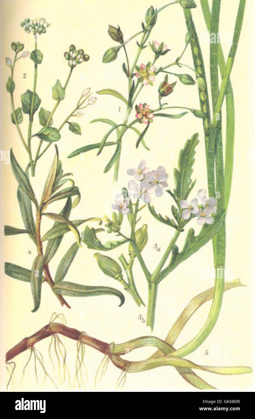 This image features various coastal plants, highlighting the diversity ...