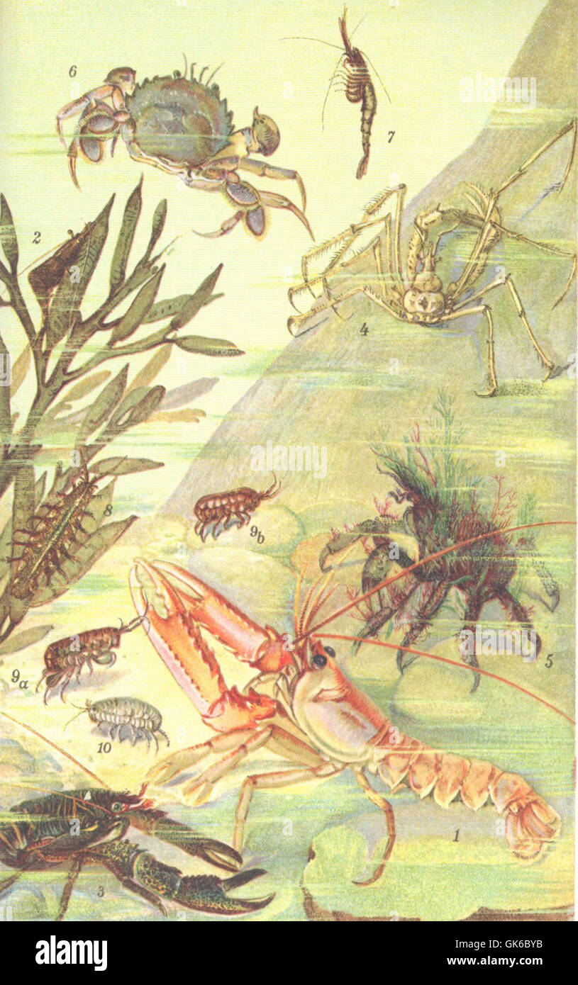 Crustaces High Resolution Stock Photography and Images - Alamy