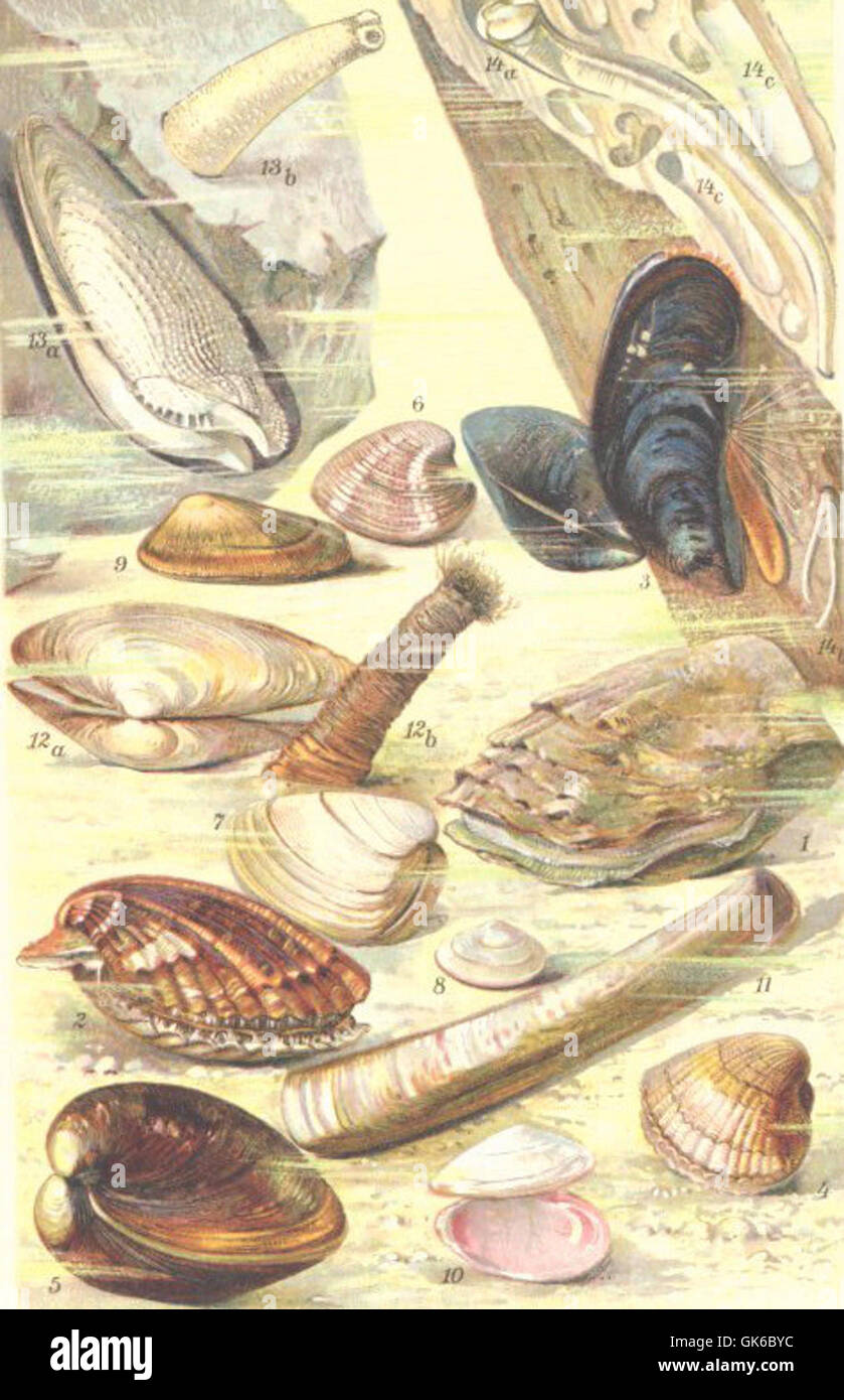 Lamellibranches hi-res stock photography and images - Alamy