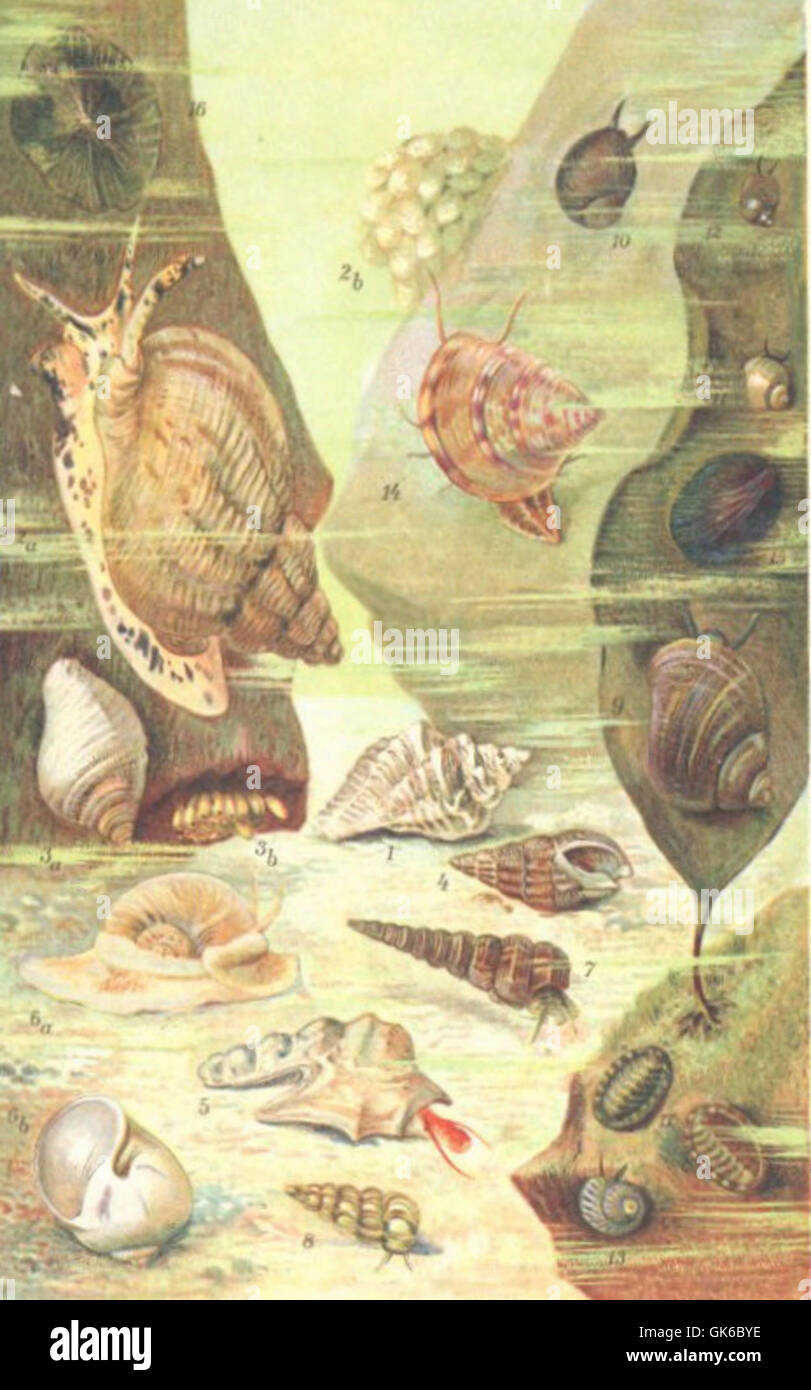 Coiled slugs hi-res stock photography and images - Alamy