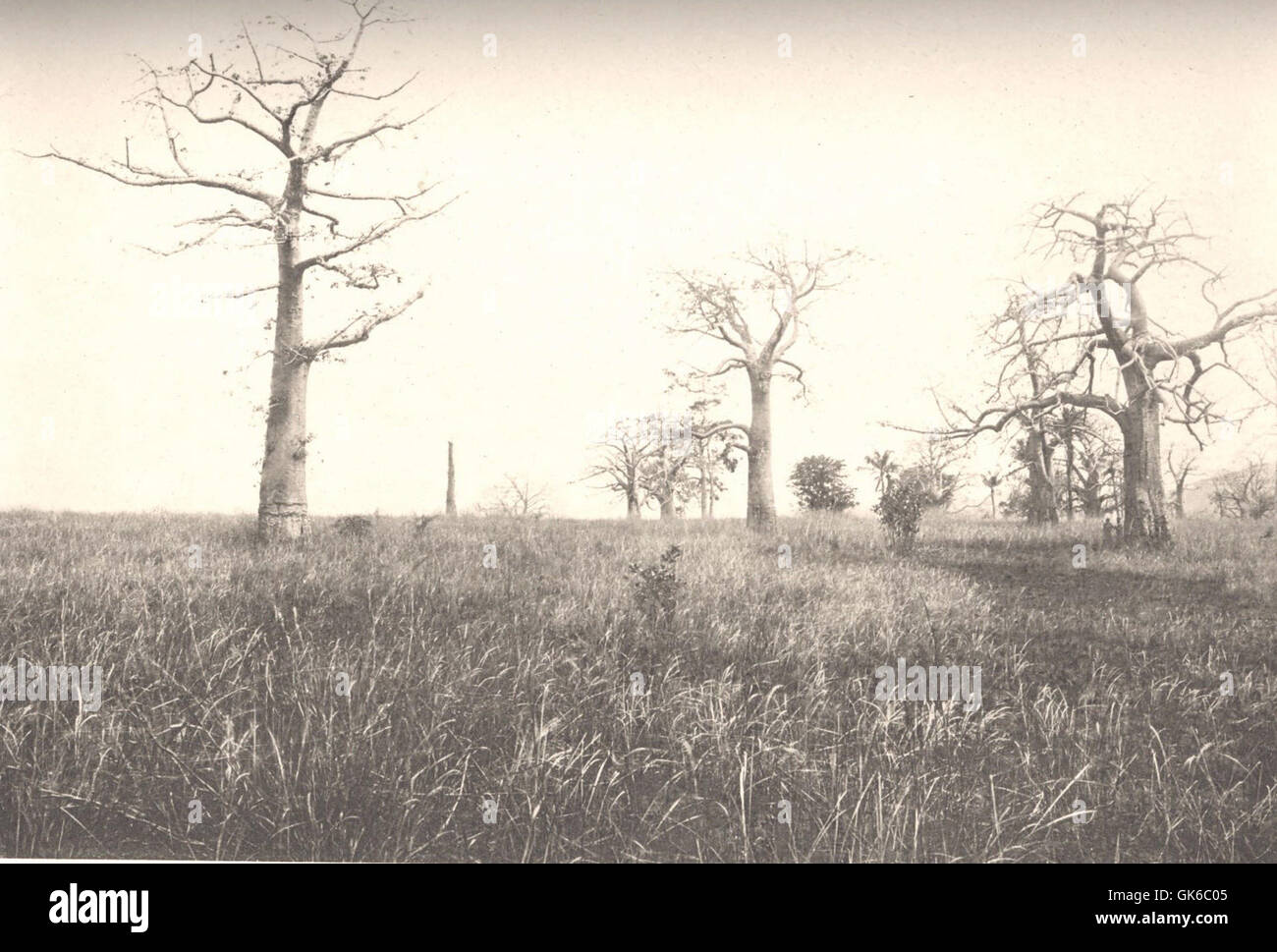 53700 Baobab (Adansonia digitata) in der Savanne am unteren Congo Stock ...