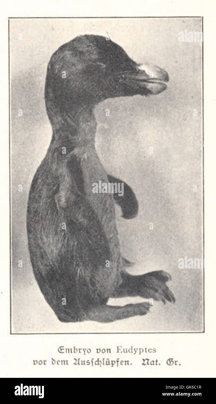 This image shows the embryo of the *Eudyptes* penguin, just before ...