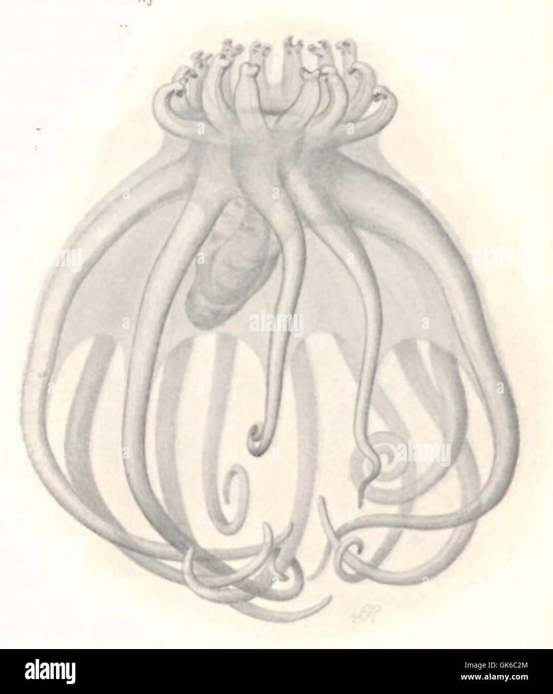 Ludwigi hi-res stock photography and images - Alamy