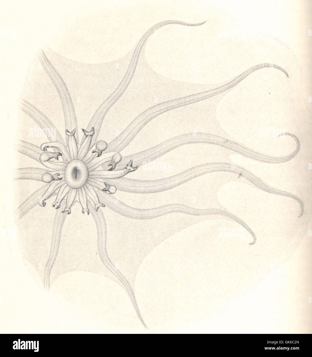 Ausgebreiteter hi-res stock photography and images - Alamy