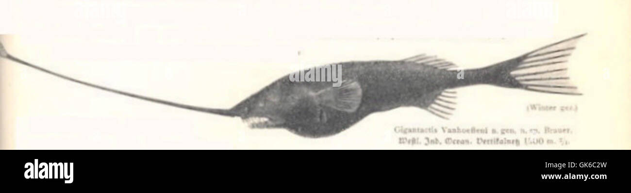 *Gigantactis vanhoefieni*, a newly identified species of deep-sea ...