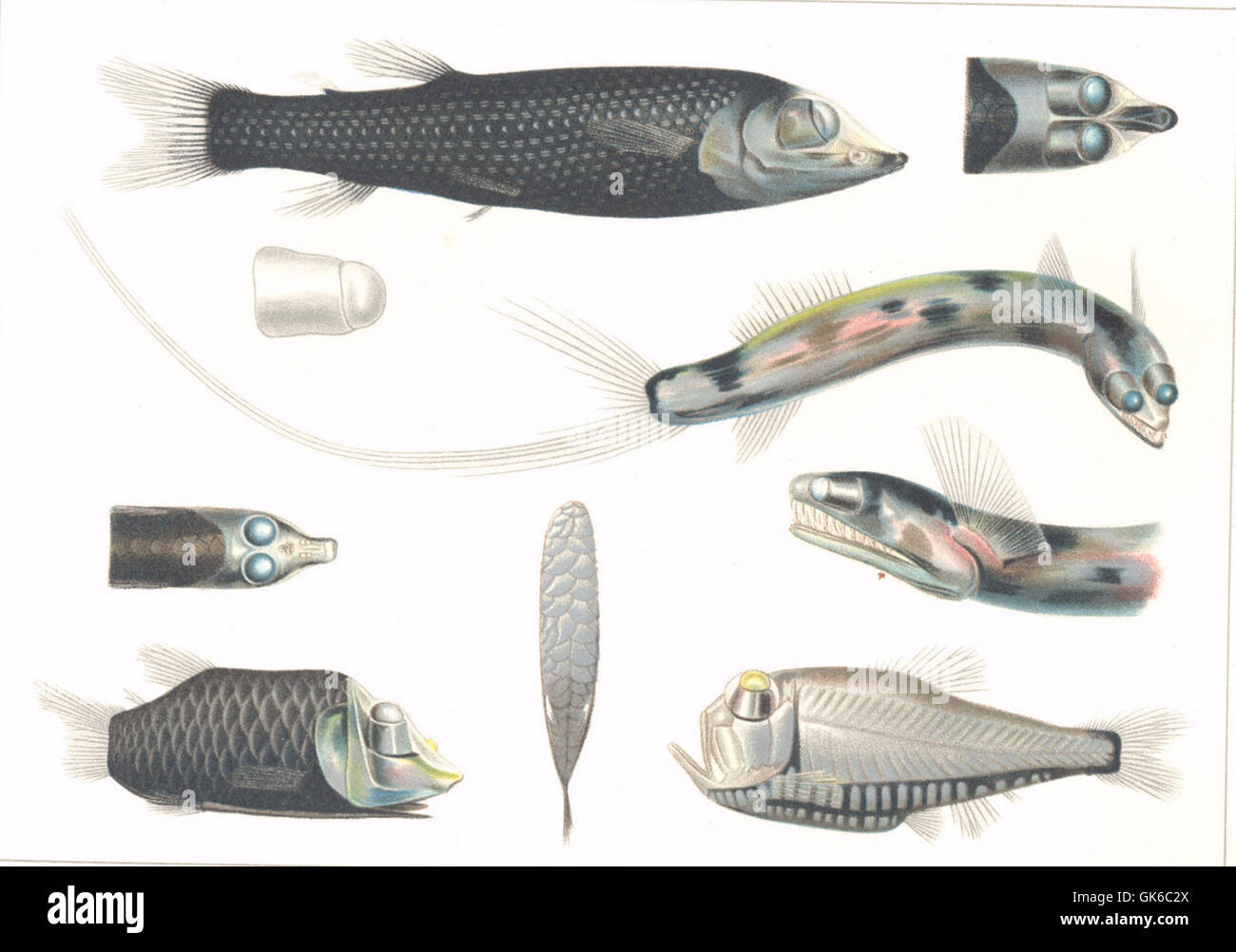 The image shows deep-sea pelagic fish, illustrating various species ...