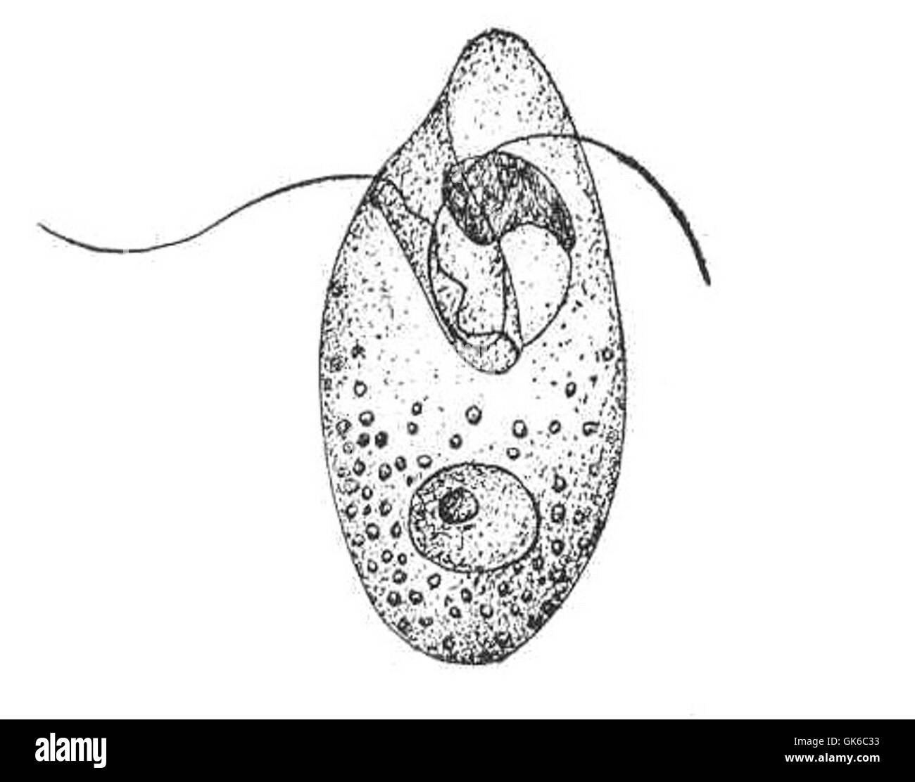 Single celled organism in Black and White Stock Photos & Images - Alamy