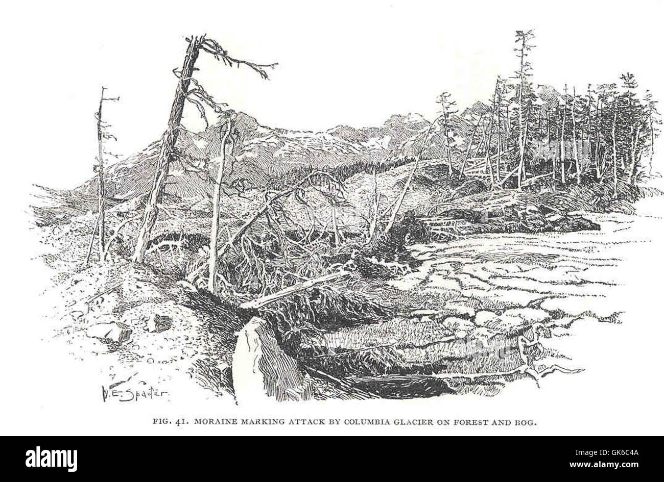 The moraine marking the attack by the Columbia Glacier on a forest and ...