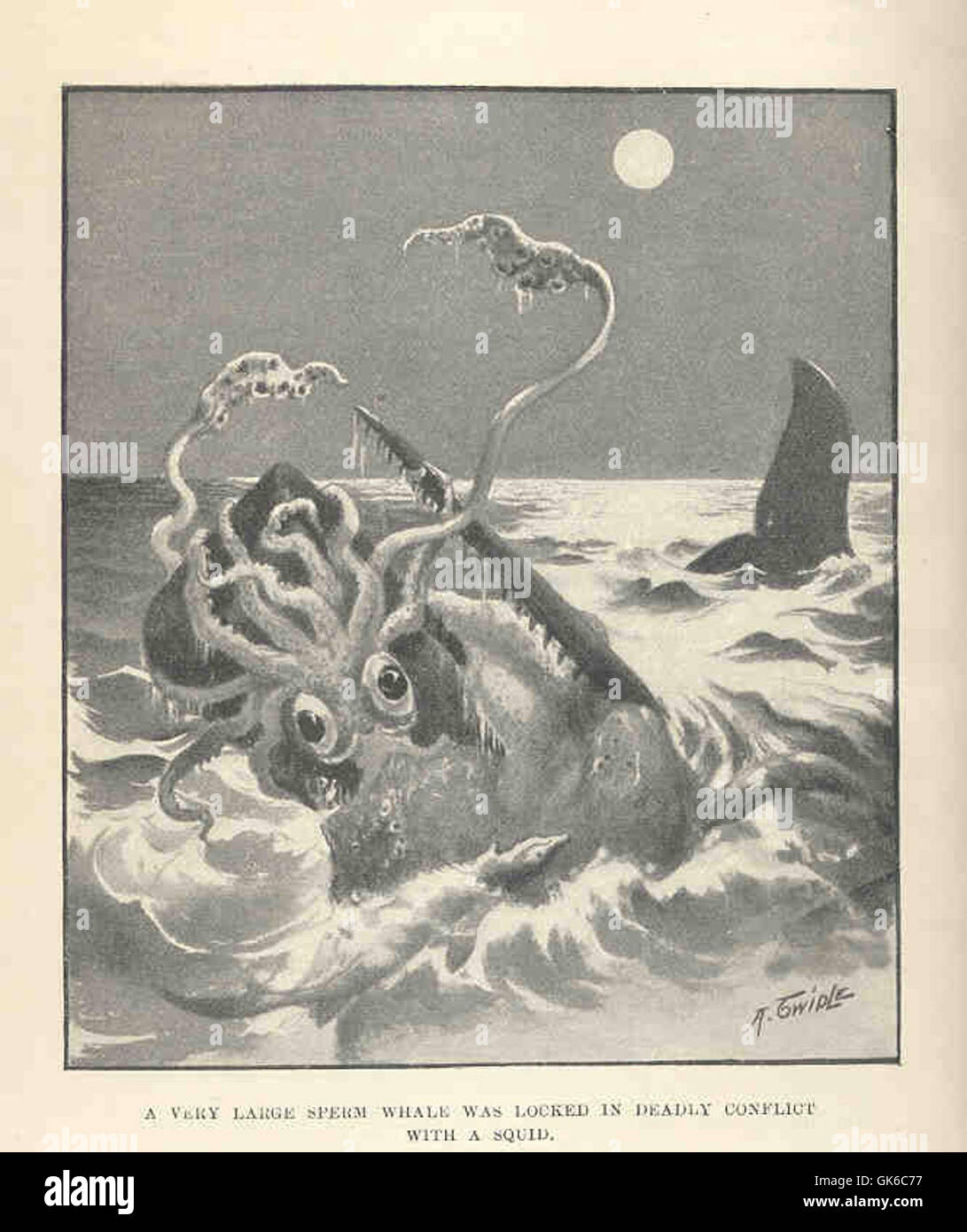 This dramatic scene depicts a large sperm whale engaged in a fierce ...