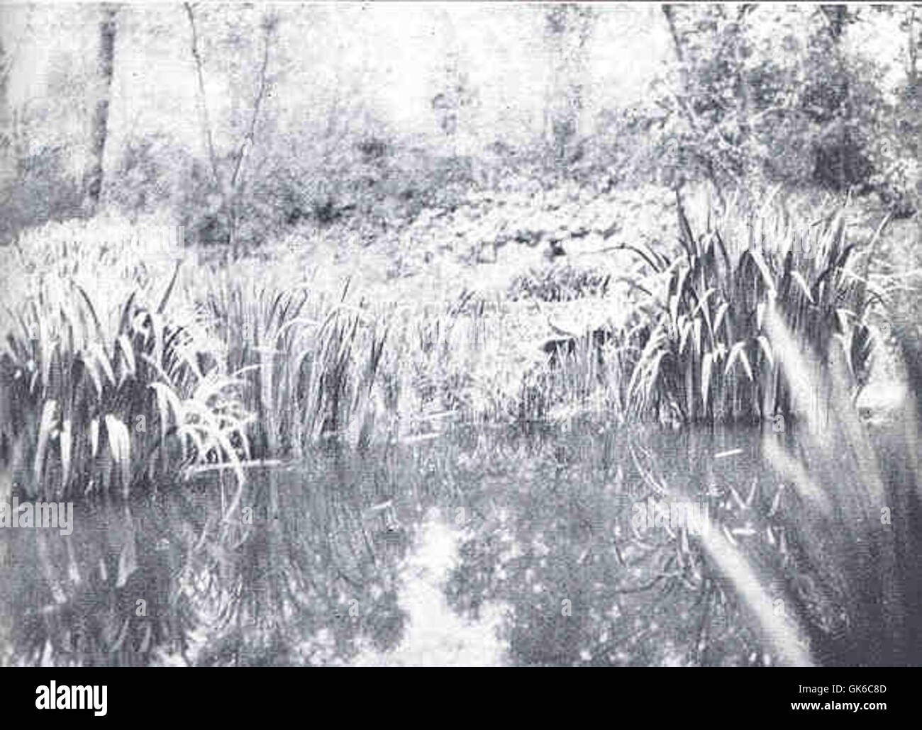 34760 Portion of Smaller Pond (B), University of Pennsylvania, Showing ...