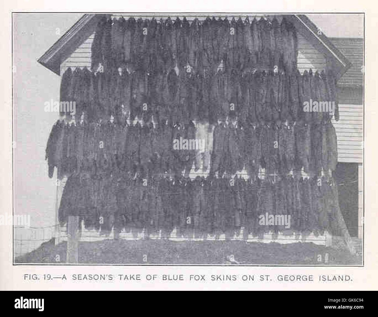 A report of the blue fox fur harvest on St. George Island, a key ...