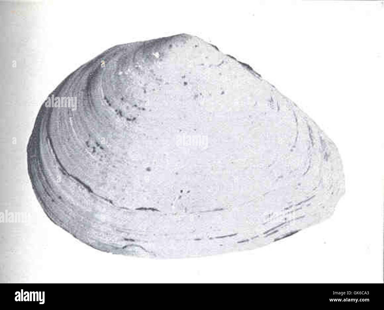 Subtidal zones hi-res stock photography and images - Alamy
