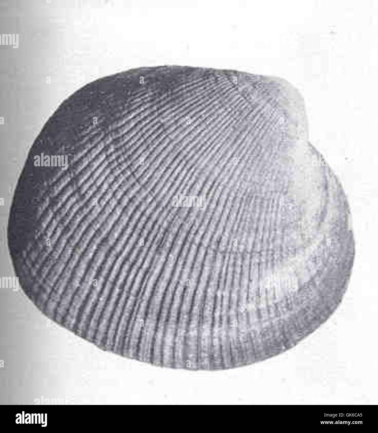 Little neck hi-res stock photography and images - Alamy