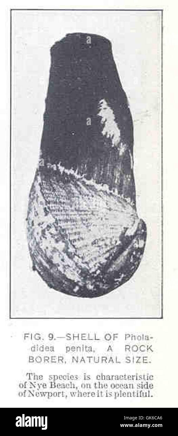 The shell of Pholadidea penita, a species of mollusk also known as a ...