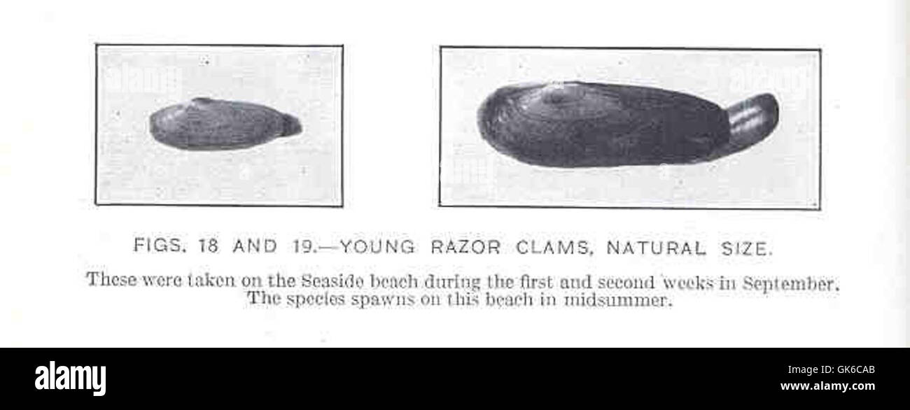 Ancient clams hi-res stock photography and images - Alamy