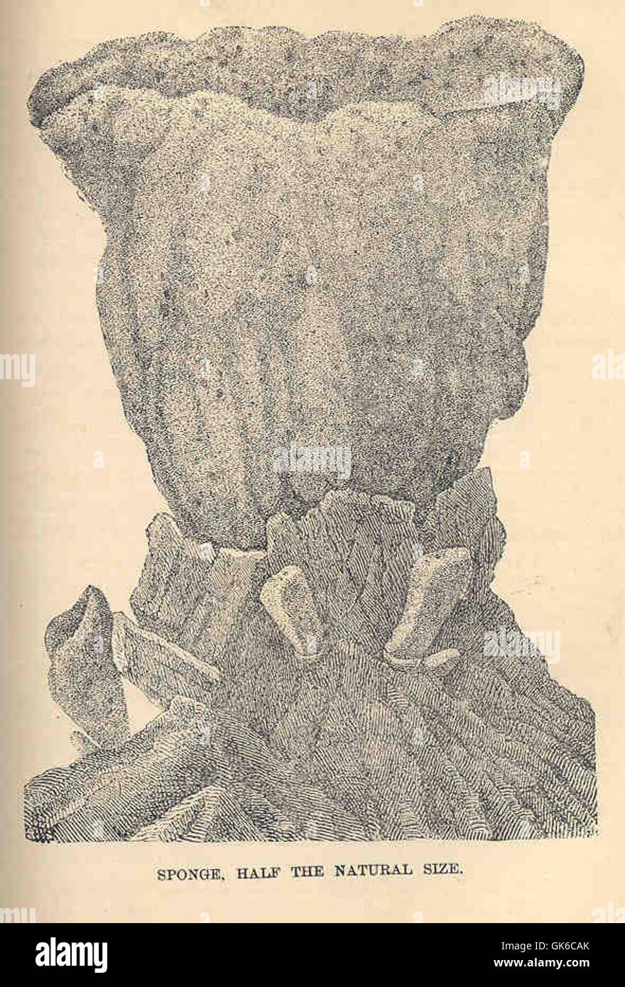 A detailed illustration of a marine sponge, shown at half its natural ...