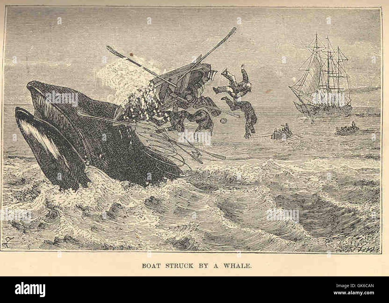 A boat is struck by a whale, an event that can occur when whales breach ...
