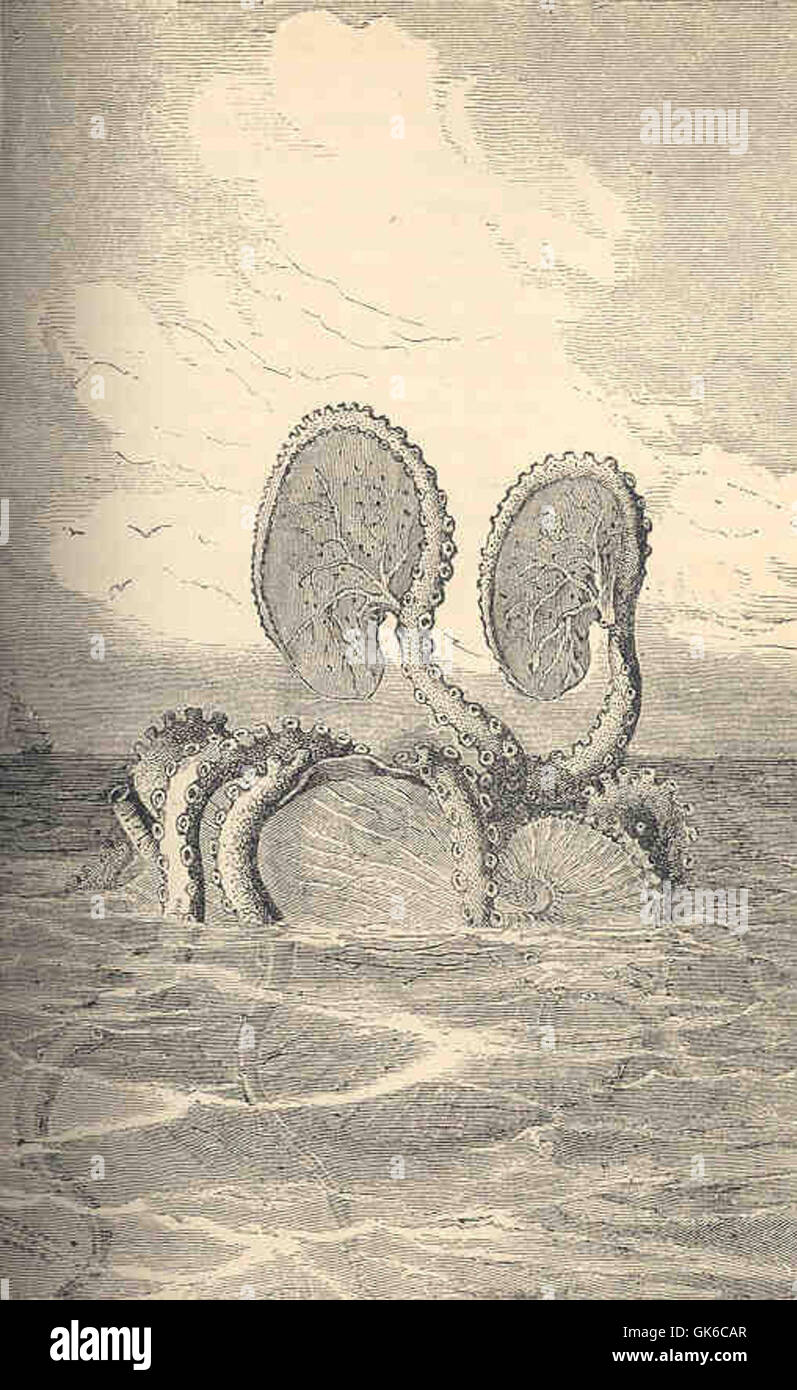 Chambered nautilus shell fossil hi-res stock photography and images - Alamy
