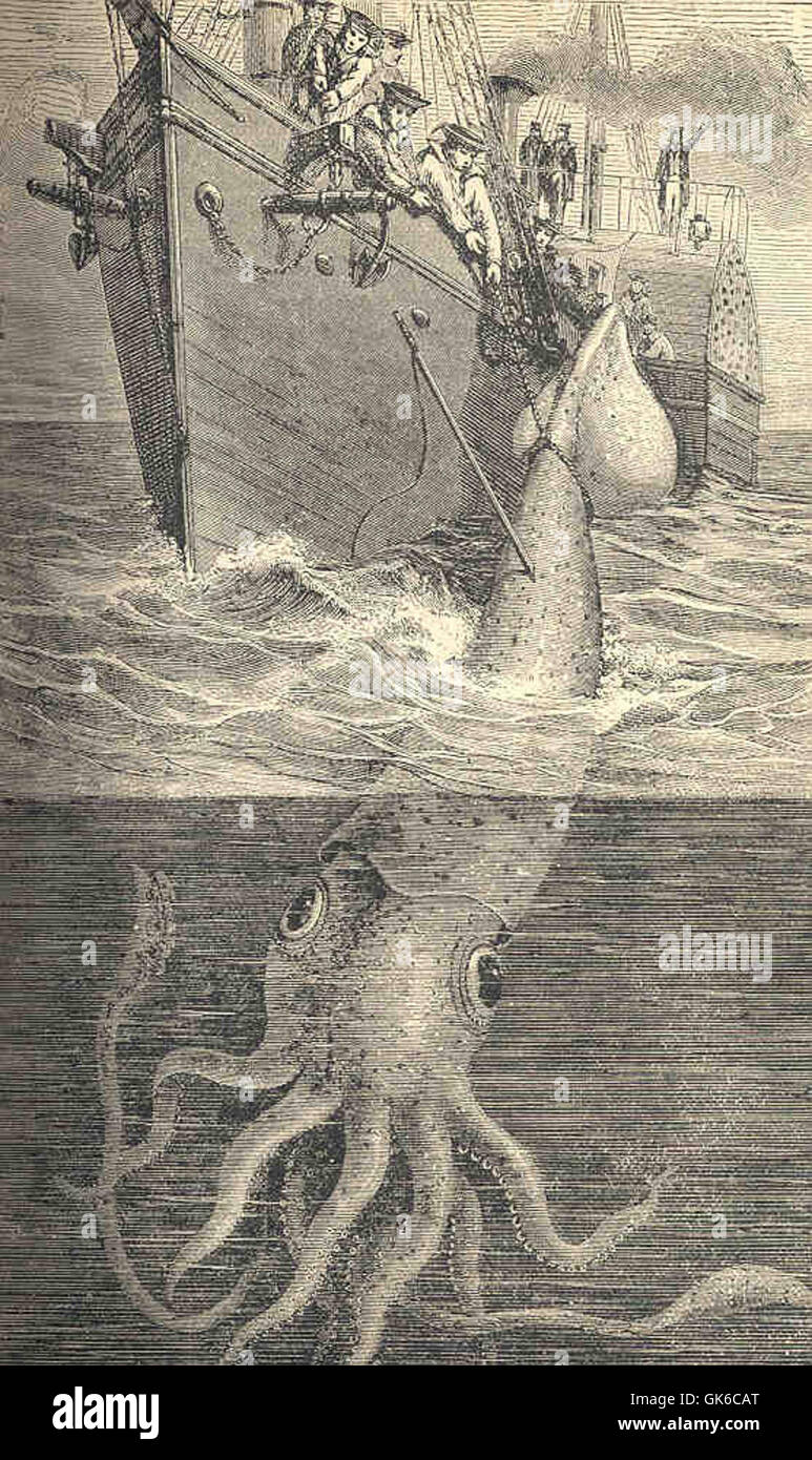 A gigantic cuttlefish, known for its large size and remarkable ability ...