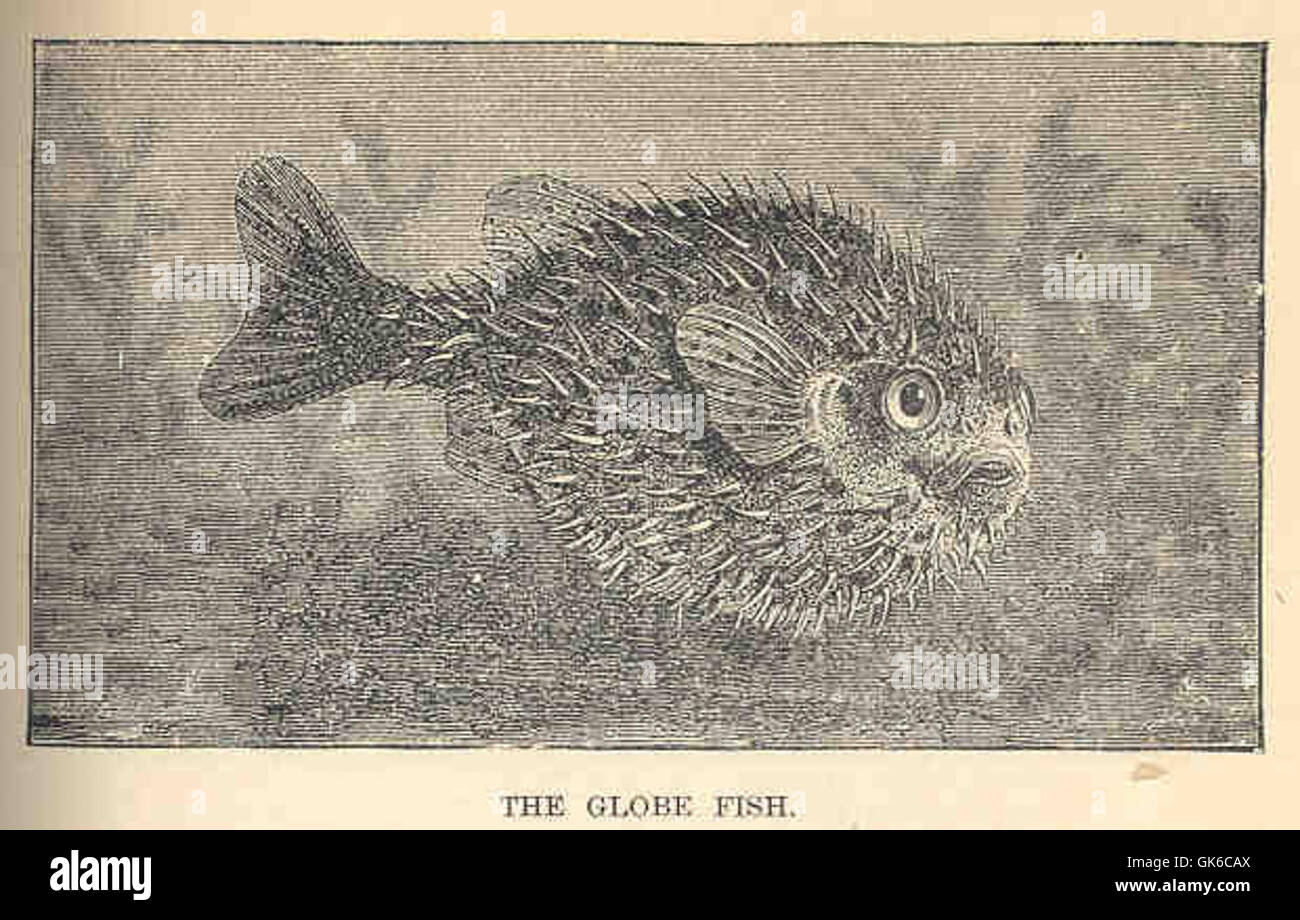 Toxic marine species hi-res stock photography and images - Alamy