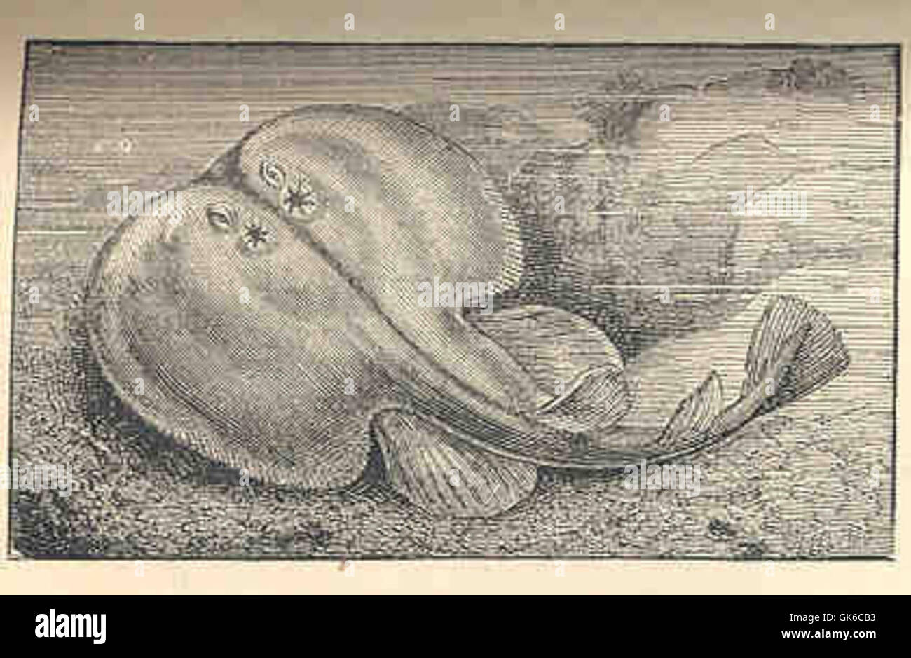 Cramp fish, also known as electric rays or numbfish, are marine ...