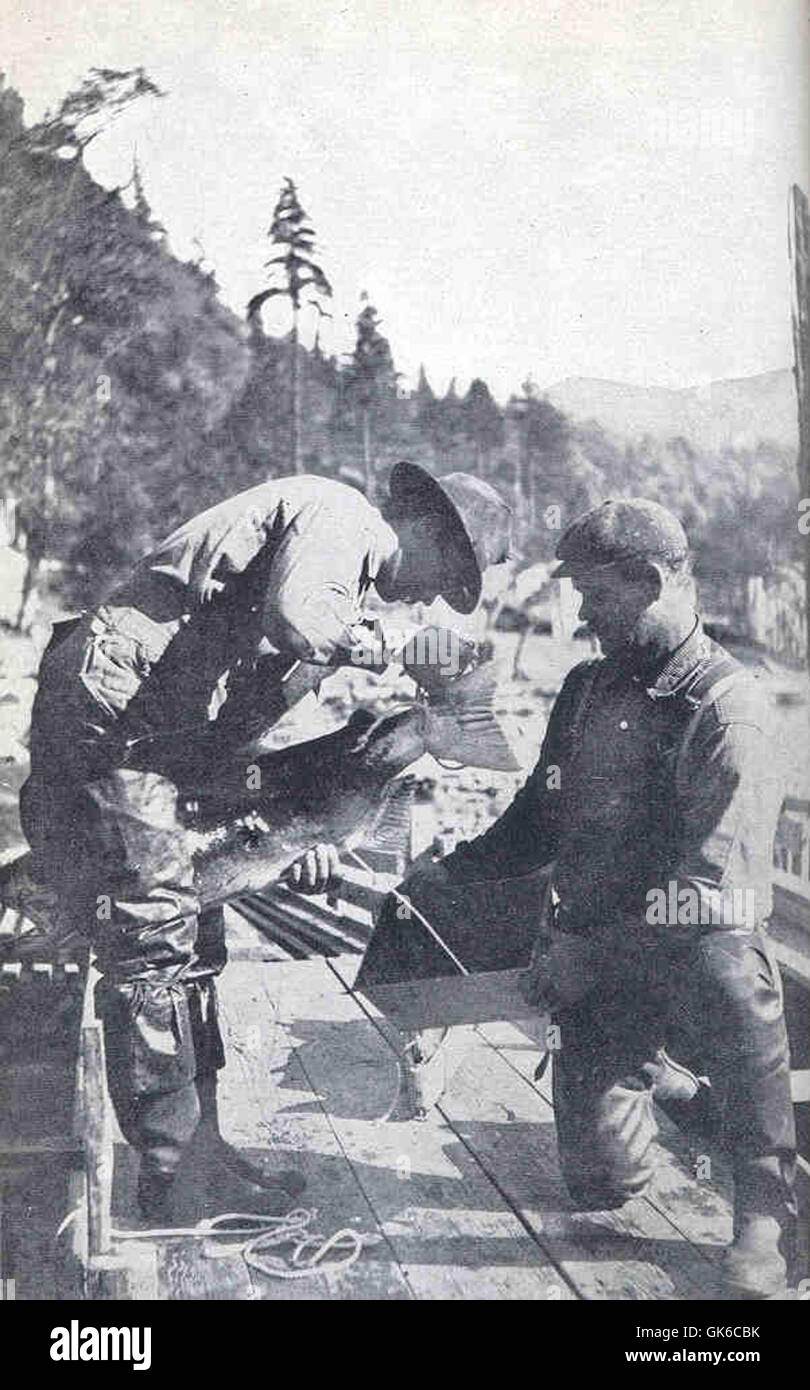 The fertilization of Chinook salmon eggs at Big White Salmon Station is ...