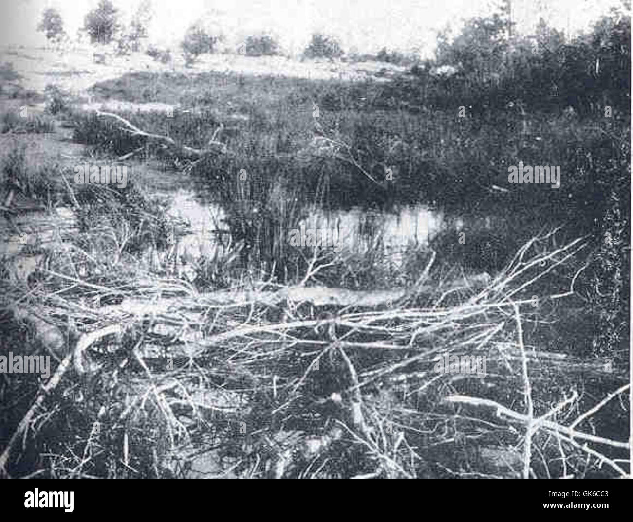 The Southern Bullfrog inhabits the overflowed areas and tangled swamps ...