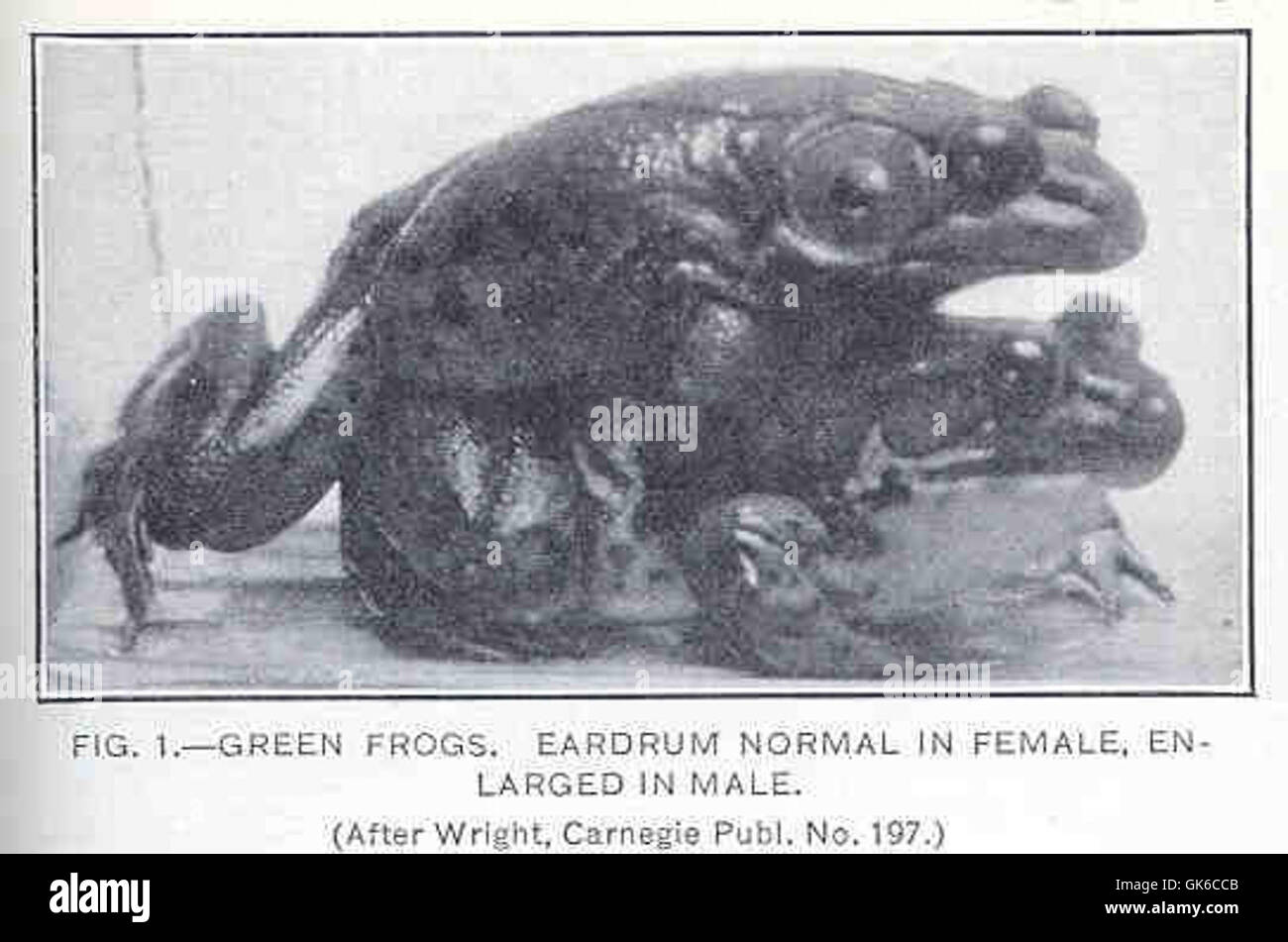 34853 Green Frogs Eardrum Normal in Female, Enlarged in Male Stock ...