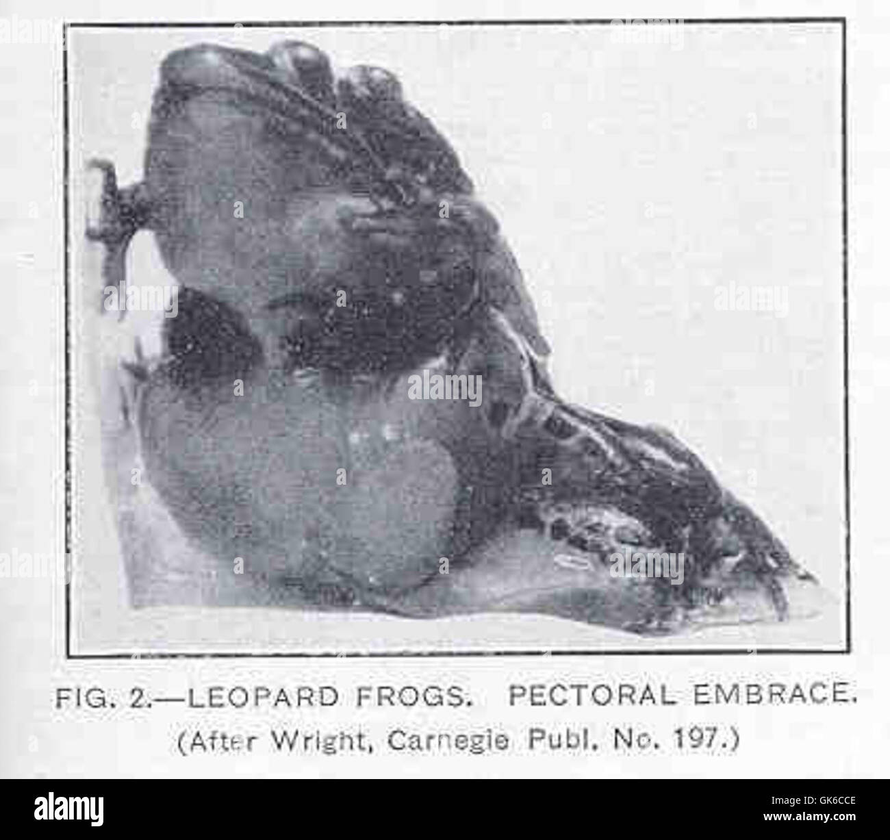 Leopard frogs (Lithobates sphenocephalus) are known for their ...