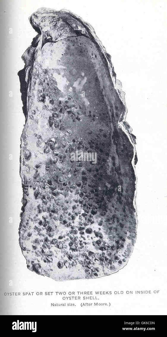 Oyster spat hi-res stock photography and images - Alamy