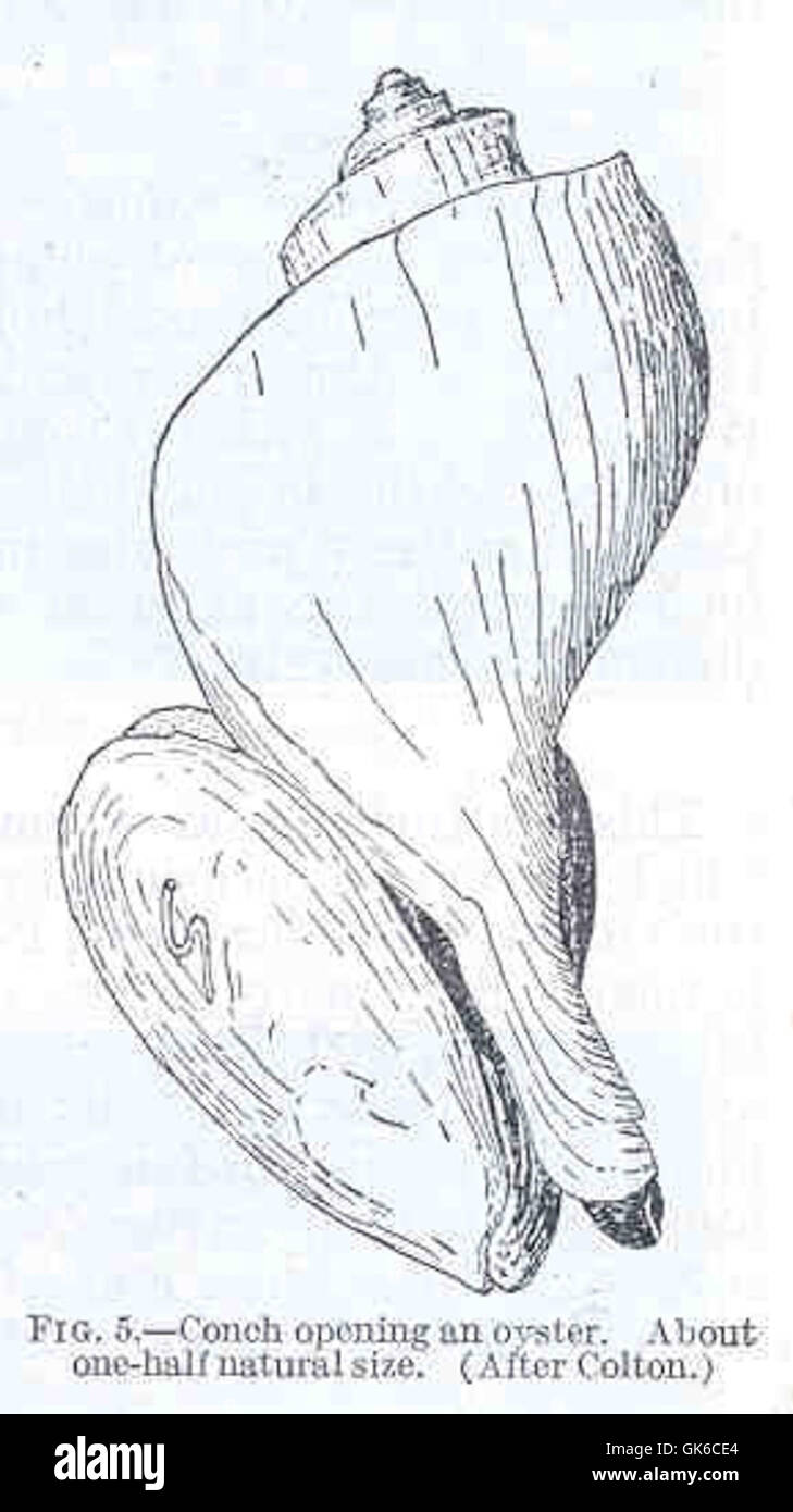 A conch is shown opening an oyster, a behavior seen in some marine ...
