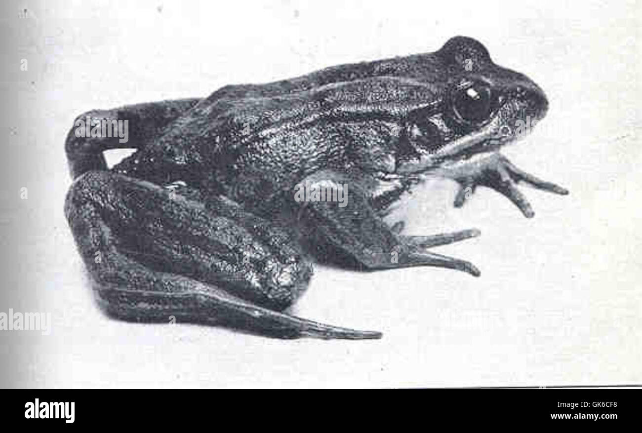 The Western Bullfrog (Rana aurora) is a species of frog native to the ...