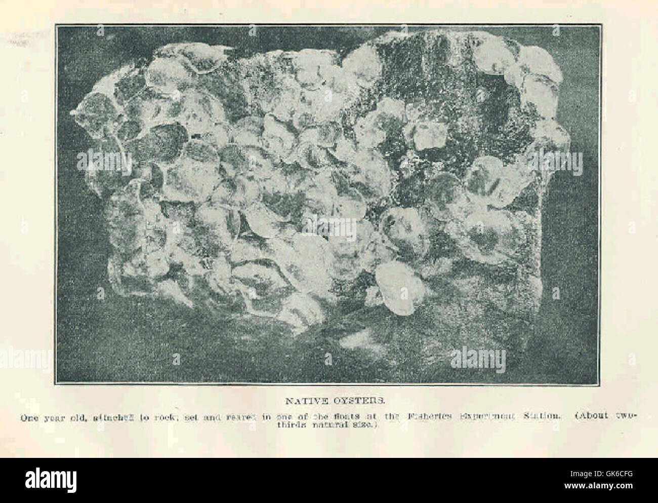 Native oysters are important for coastal ecosystems, filtering water ...