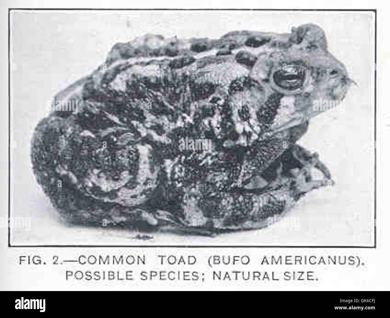 Morphology of amphibian species hi-res stock photography and images - Alamy