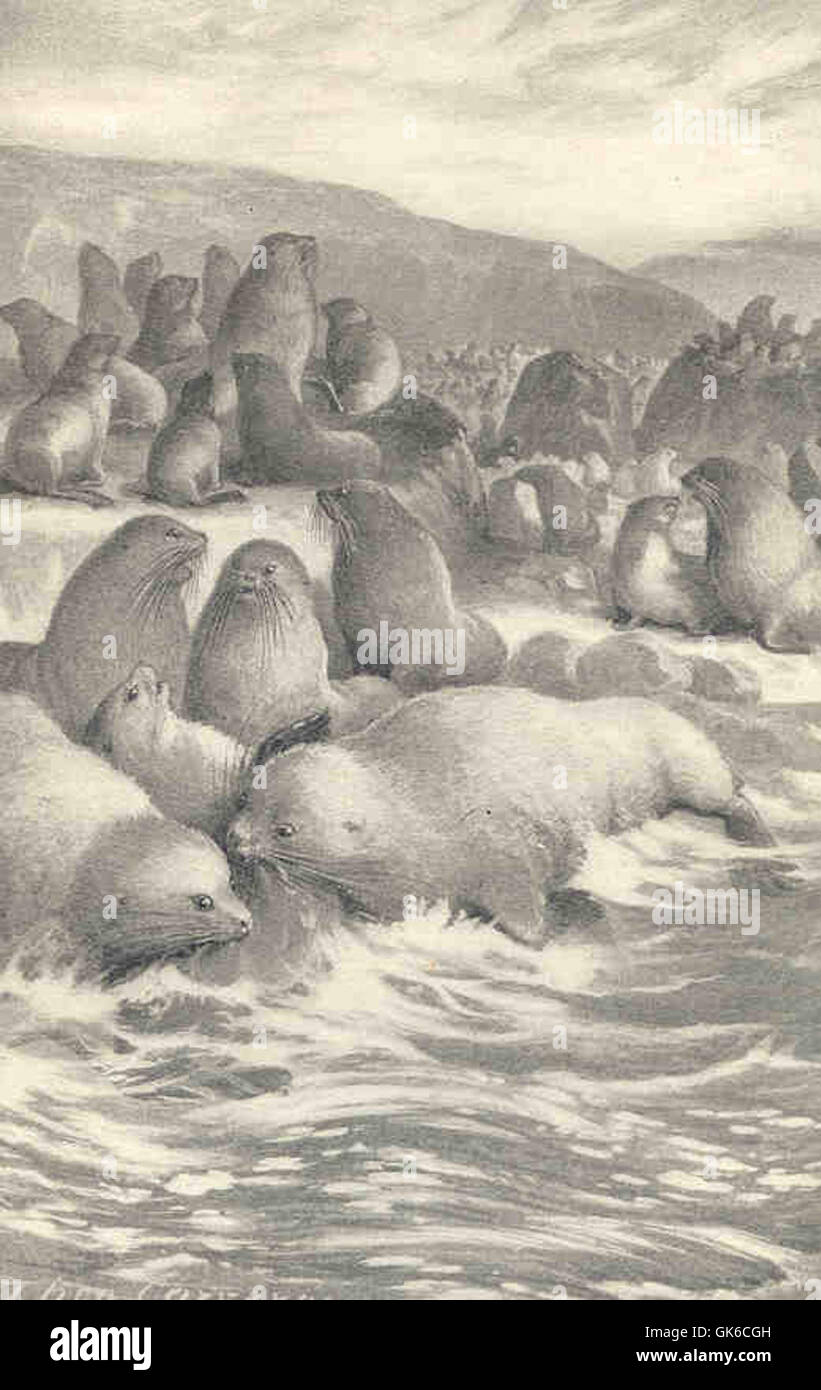 Seals are shown reaching the rocks where they are mobbed by aggressive ...