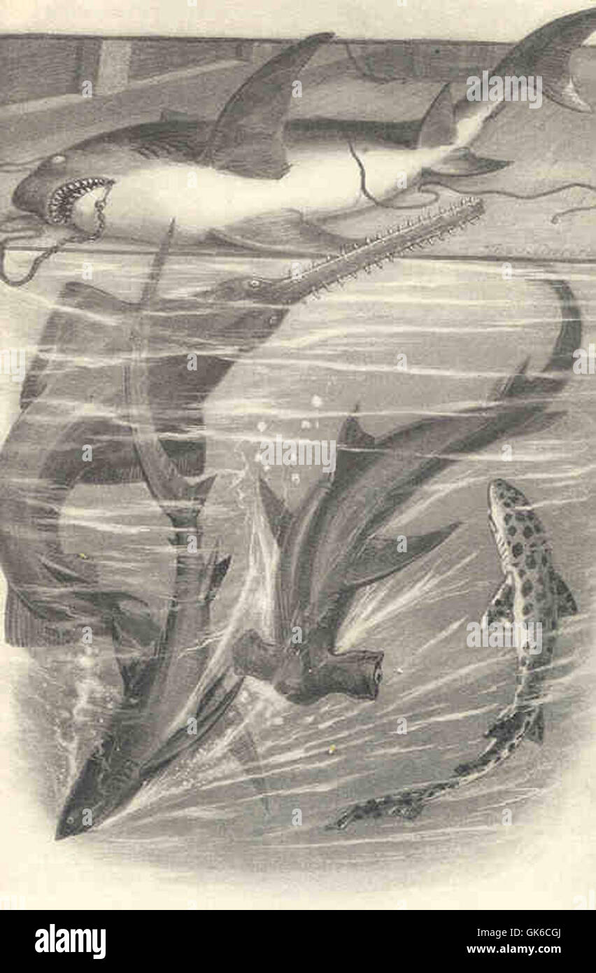 The shark family is the most diverse of all fish families, with ...
