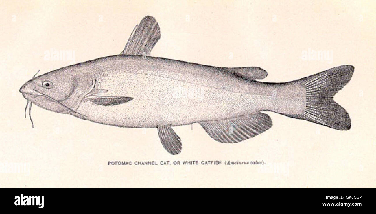 The Potomac Channel Cat, also known as the White Catfish, is a species ...