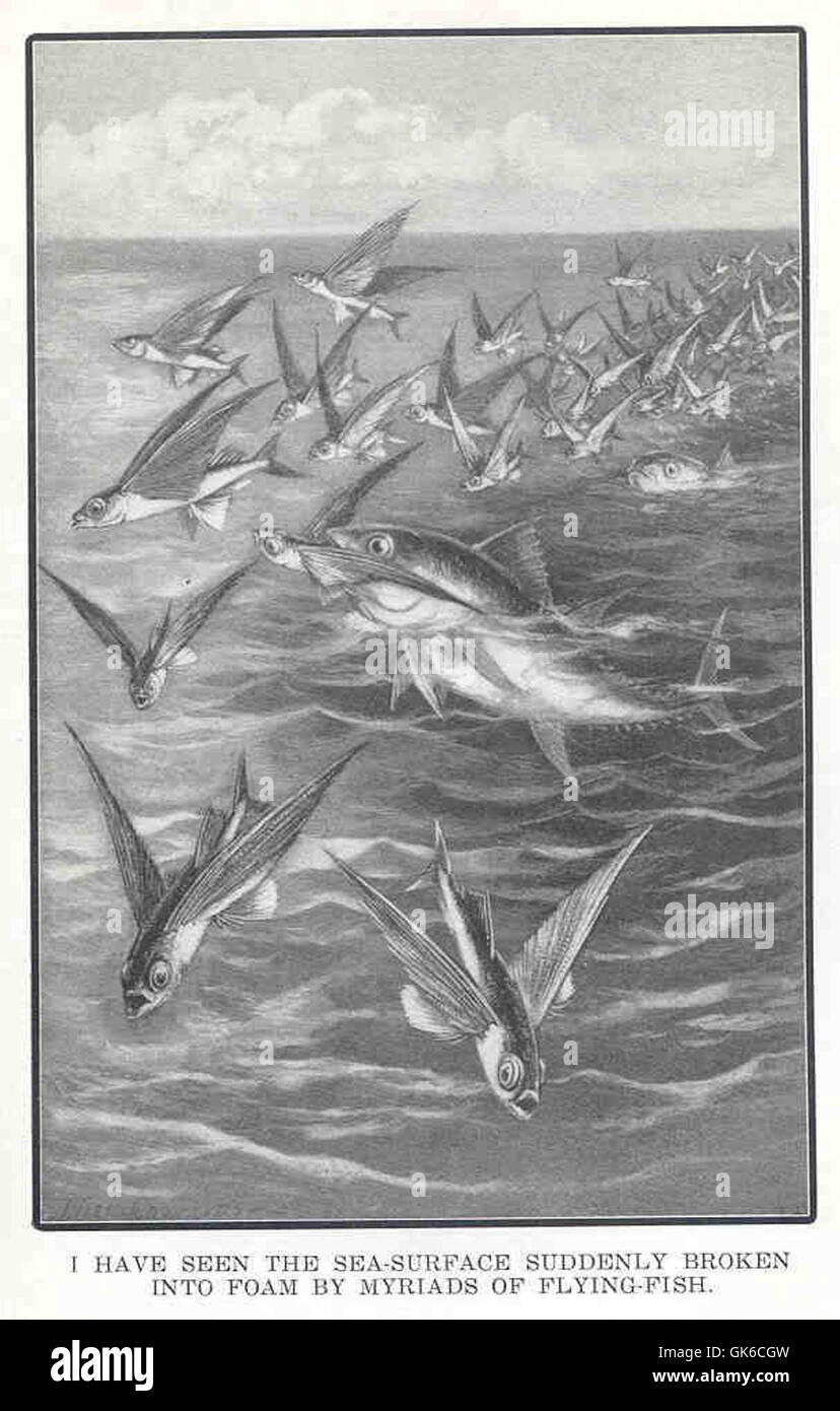 Flying fish are known for their remarkable ability to leap out of the ...