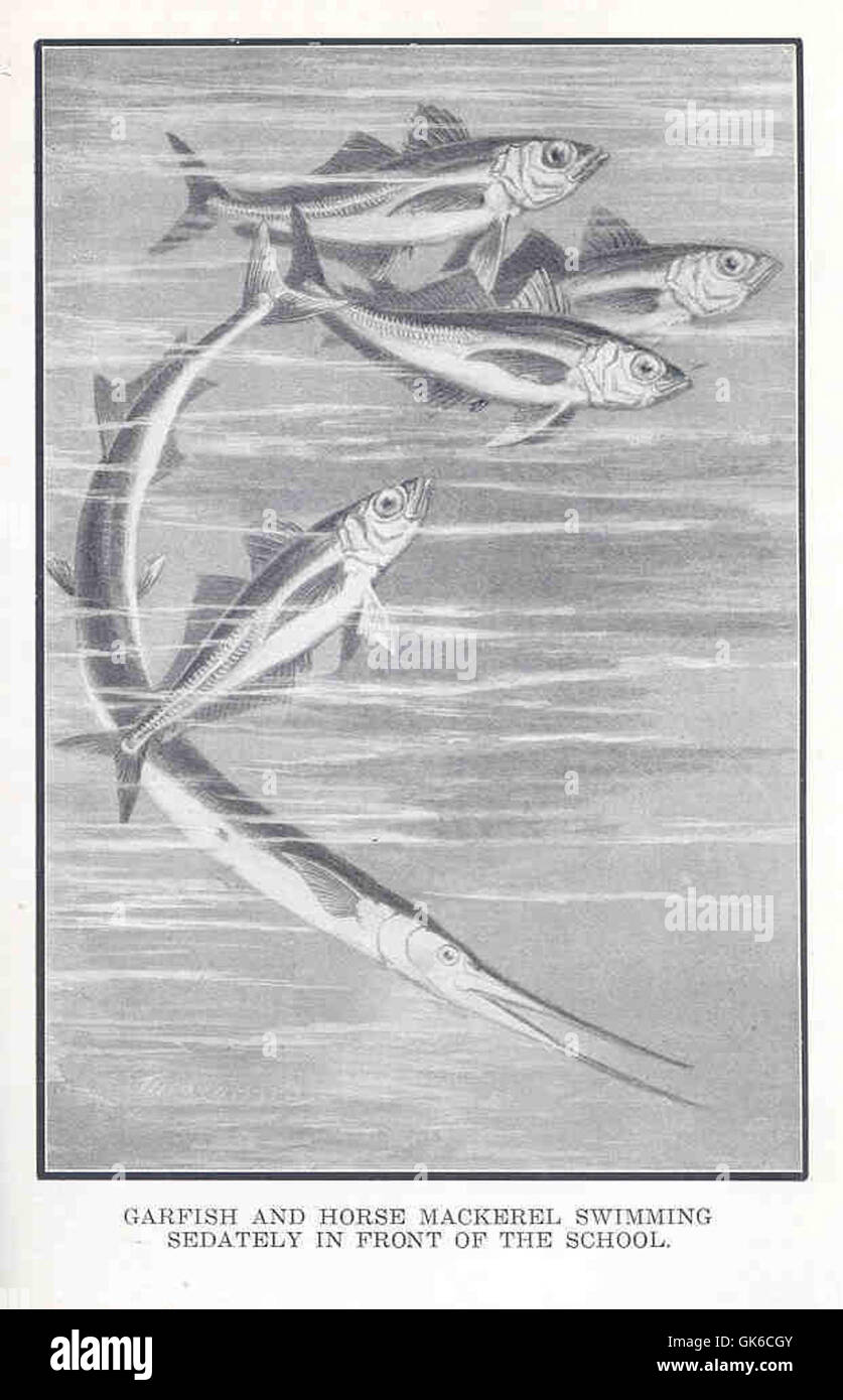 Sedately hi-res stock photography and images - Alamy