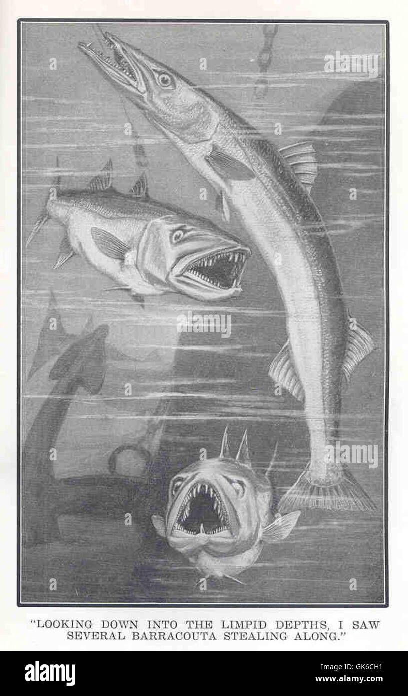 Barracuda, known for their streamlined bodies and sharp teeth, are seen ...