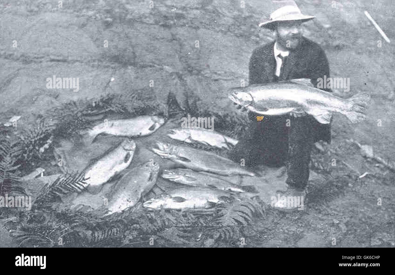A catch of trout from the Hawke's Bay District, known for its abundant ...