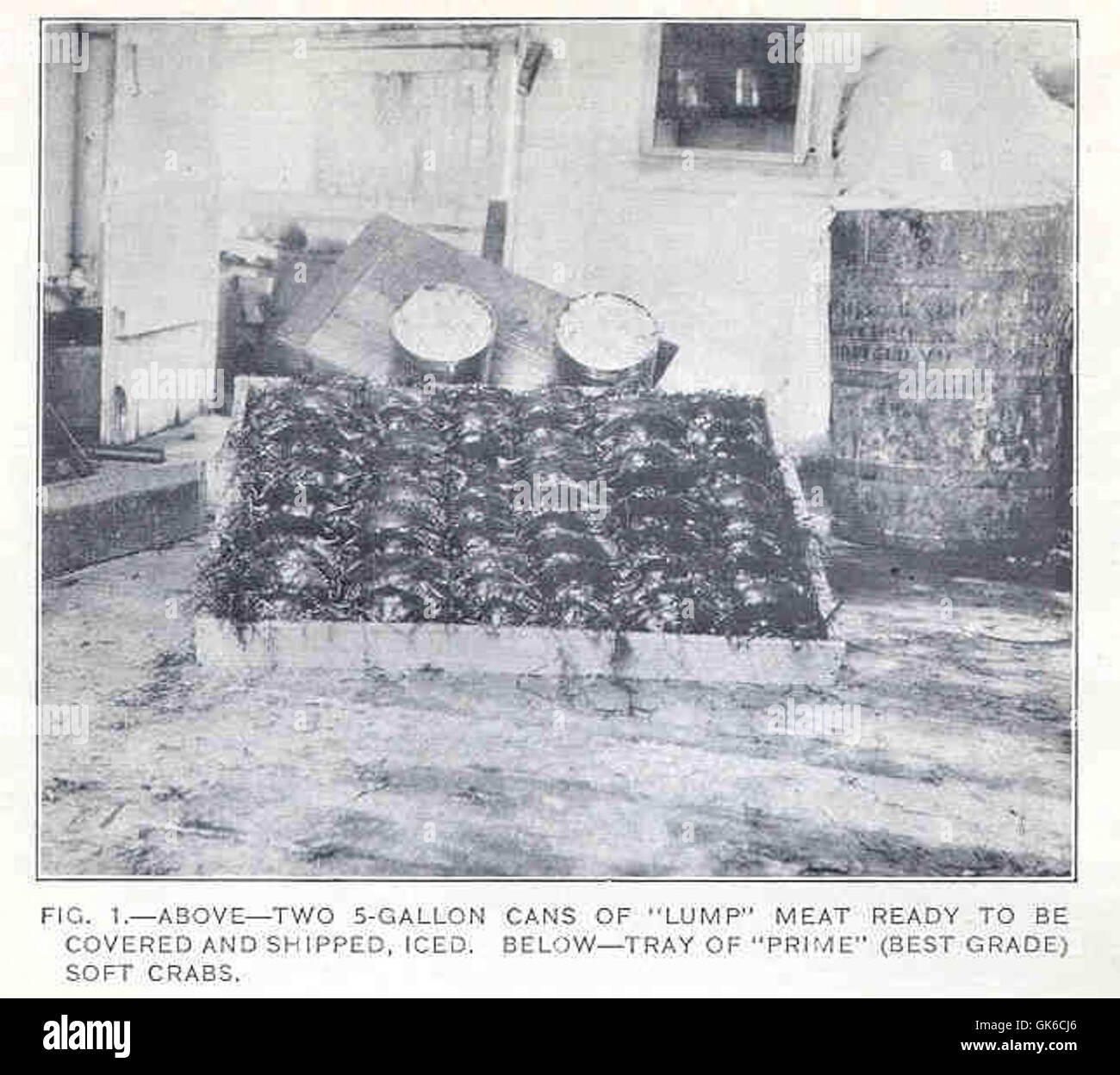 34990 Above--Two 5-gallon cans of 'lump' meat ready to be covered and ...